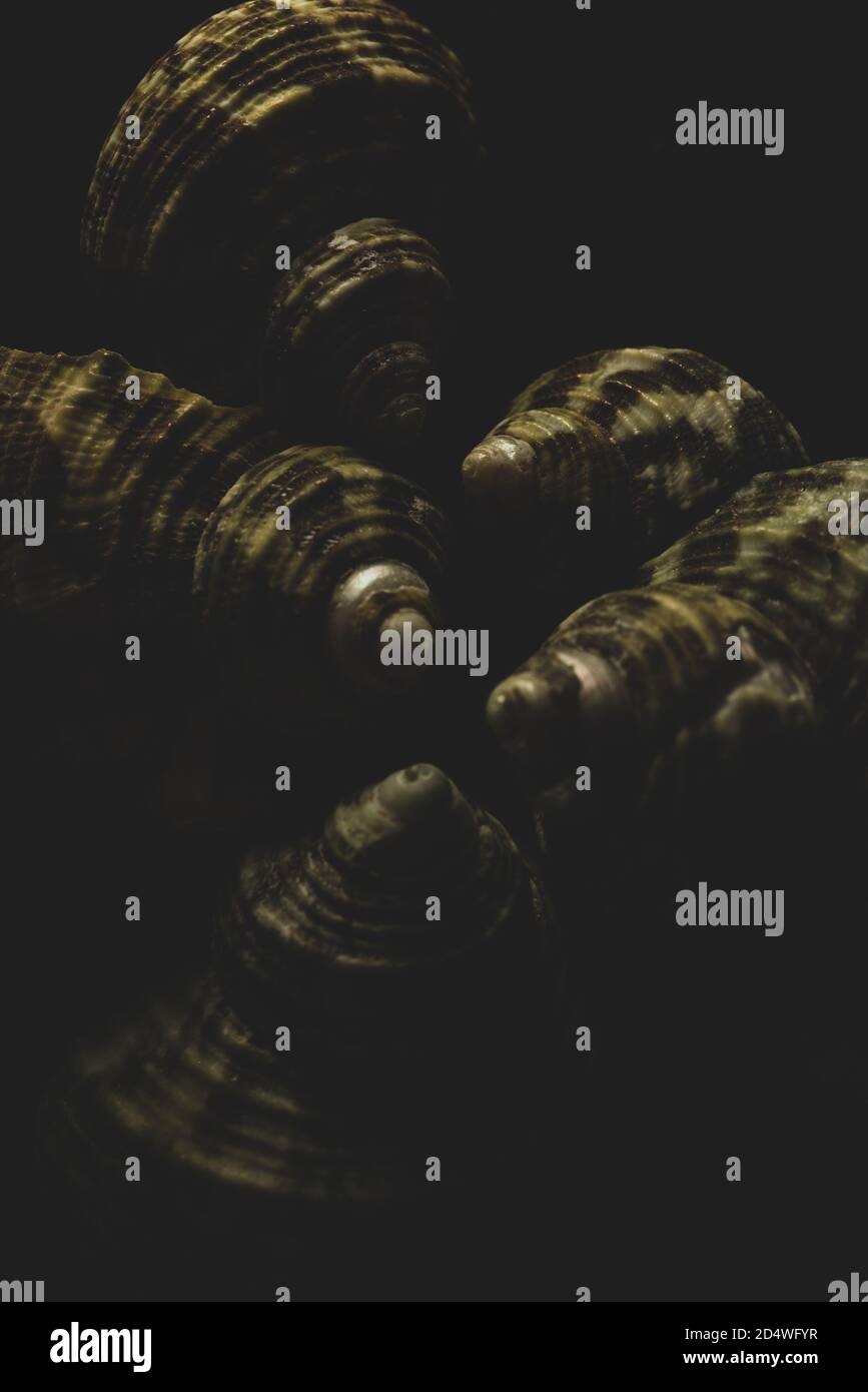 Turban shells hi-res stock photography and images - Alamy