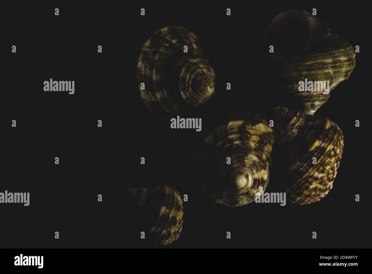 Turbo setosus hi-res stock photography and images - Alamy