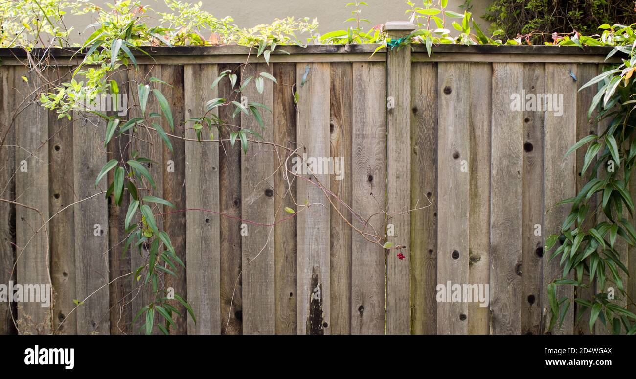 Wooden fence with plants draped over it Stock Photo - Alamy
