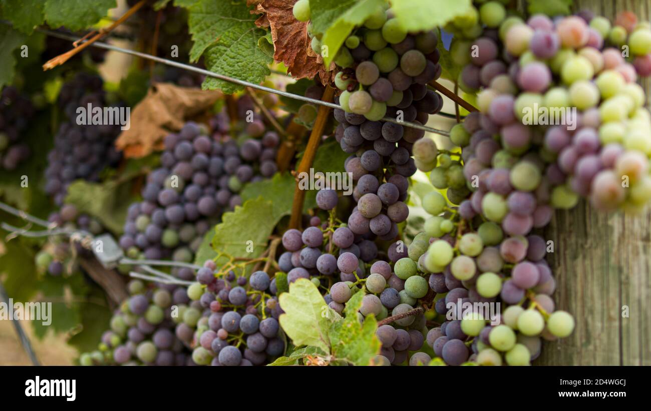 Grapes hanging from stands Stock Photo - Alamy