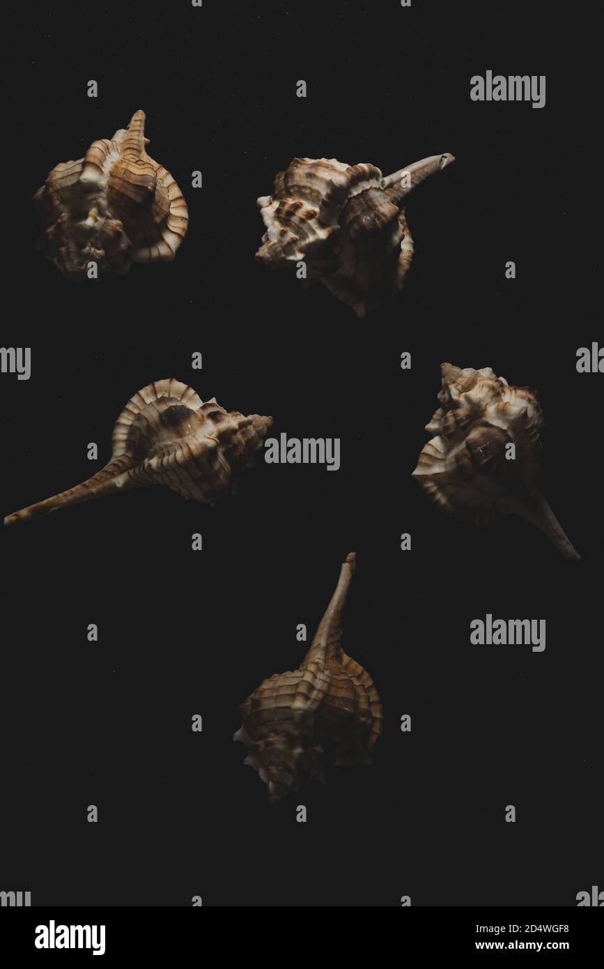Seashell spikes hi-res stock photography and images - Alamy