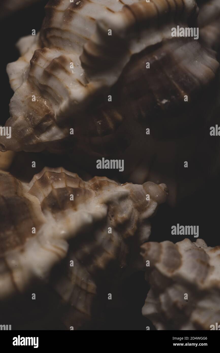 Seashell spikes hi-res stock photography and images - Alamy