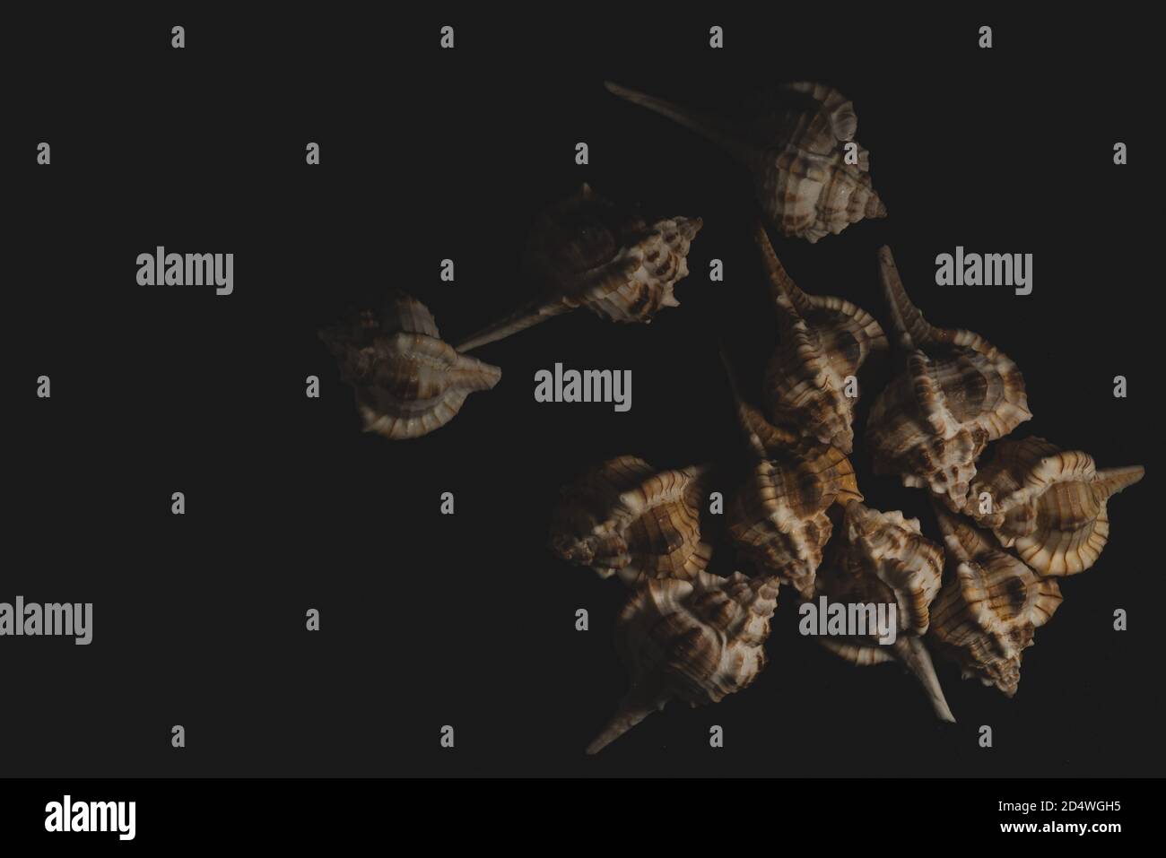 Seashell spikes hi-res stock photography and images - Alamy