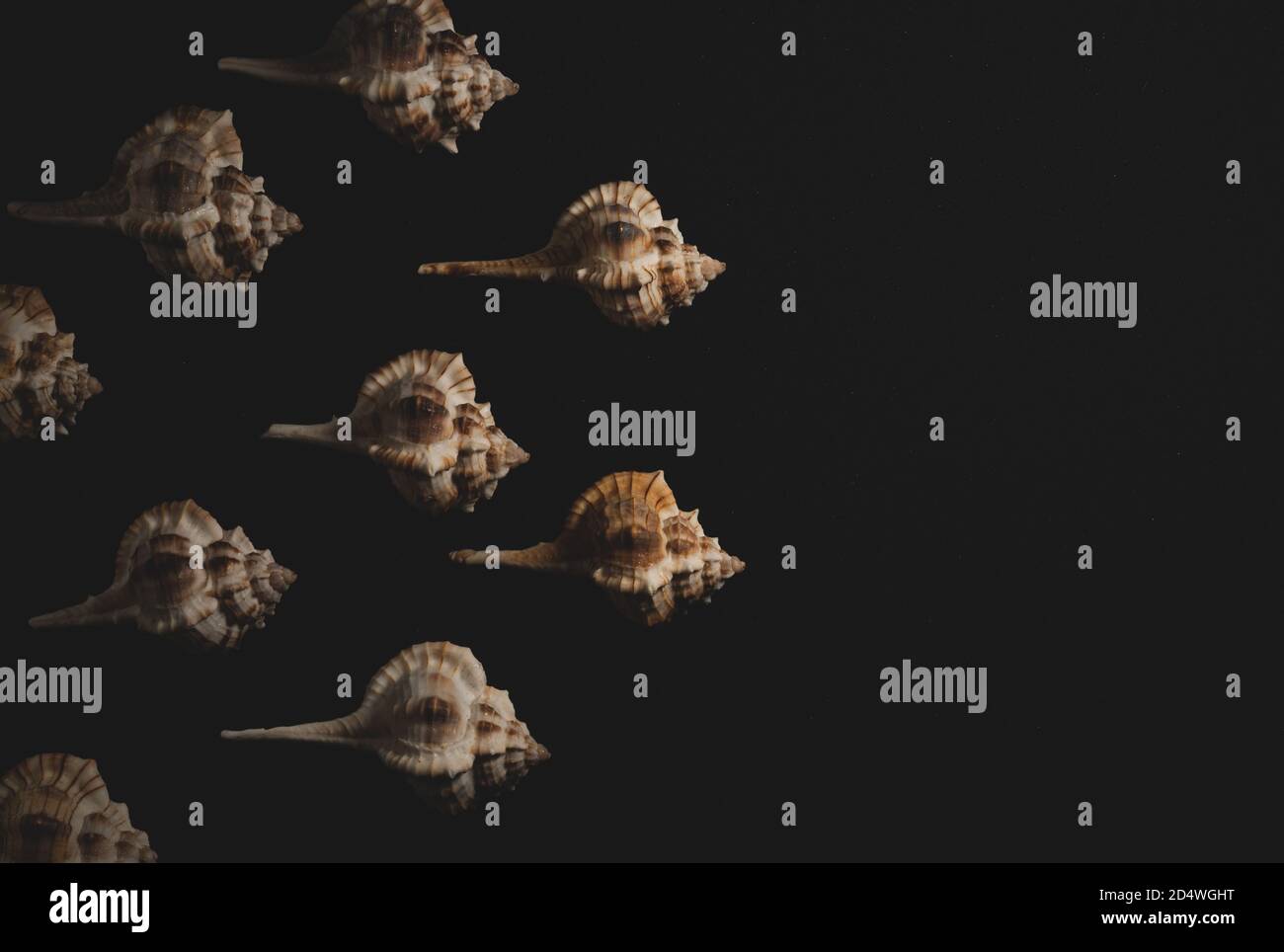 Seashell spikes hi-res stock photography and images - Alamy