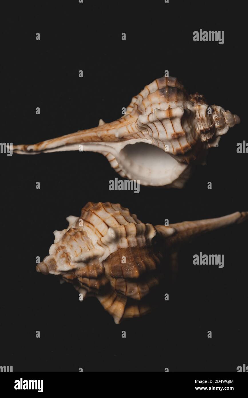 Seashell spikes hi-res stock photography and images - Alamy