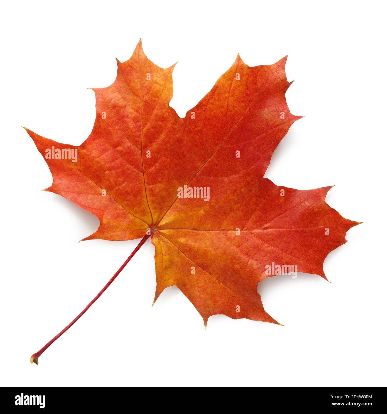 Autumn maple leaf isolated on white background with shadows, clipping ...