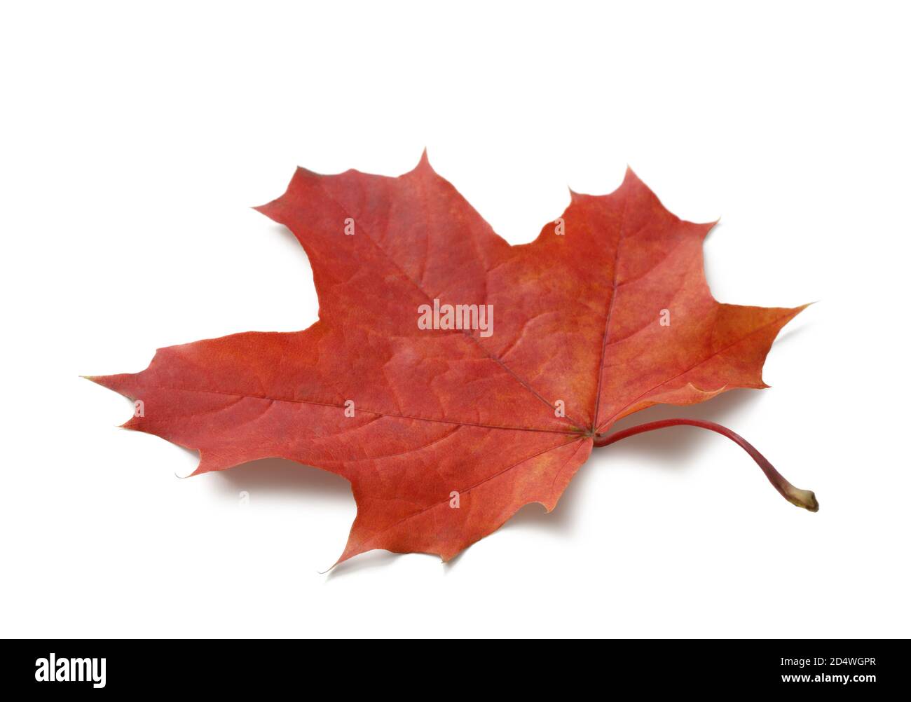 Autumn maple leaf isolated on white background with shadows, clipping ...