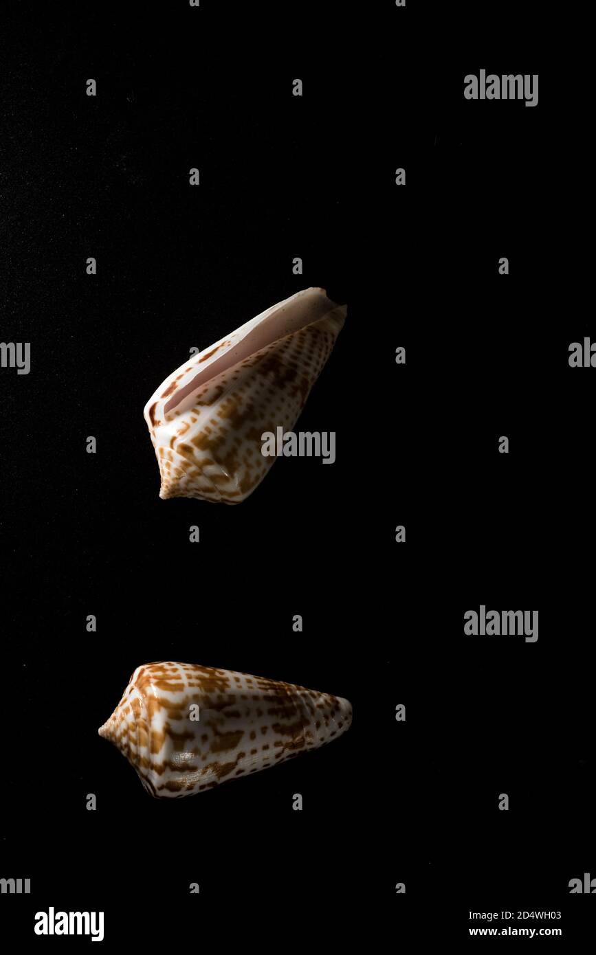 Alphabet cone shell hi-res stock photography and images - Alamy