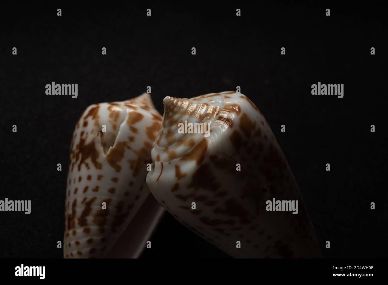 Alphabet cone shell hi-res stock photography and images - Alamy