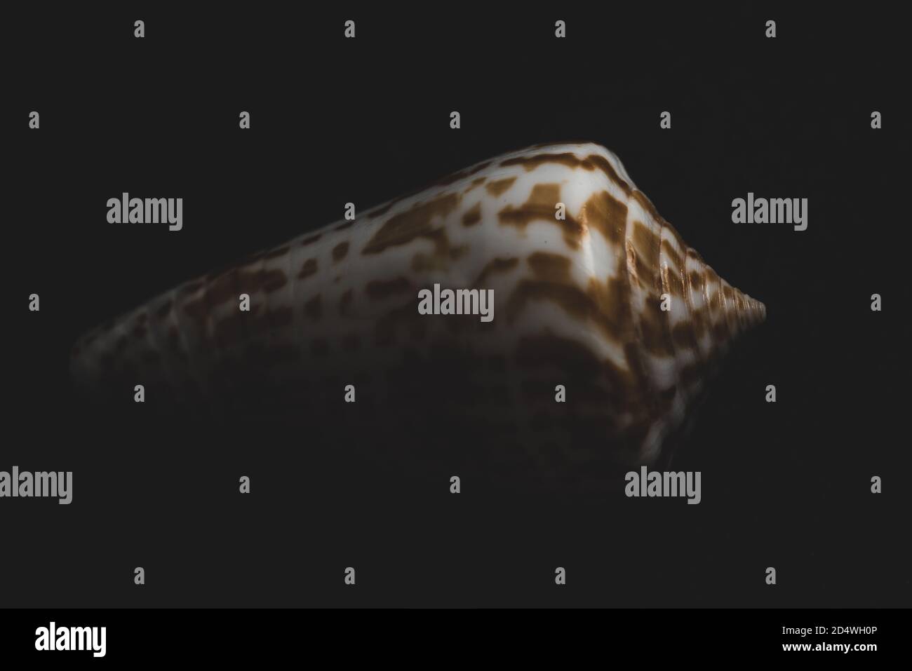 Cone Shell Macro close up, selective focus Stock Photo - Alamy