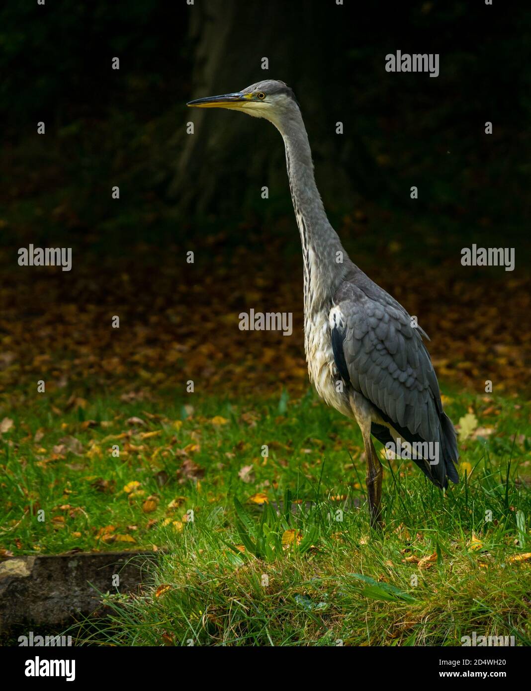 Grey heron (Ardea cinerea) standing tall and alert, Gosford Estate,East ...