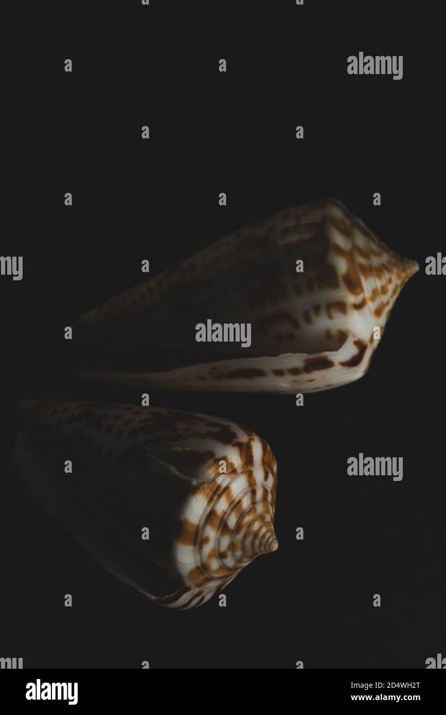 Alphabet cone shell hi-res stock photography and images - Alamy