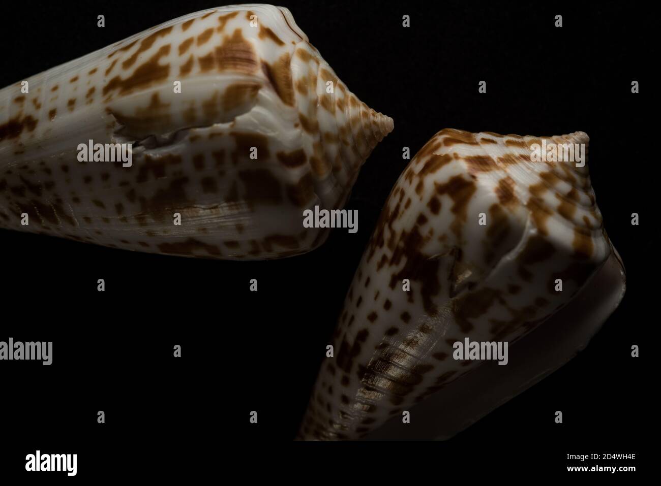 Alphabet cone shell hi-res stock photography and images - Alamy