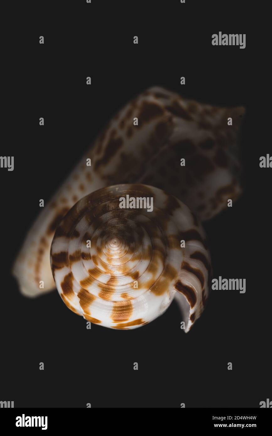 Shell identification hi-res stock photography and images - Alamy