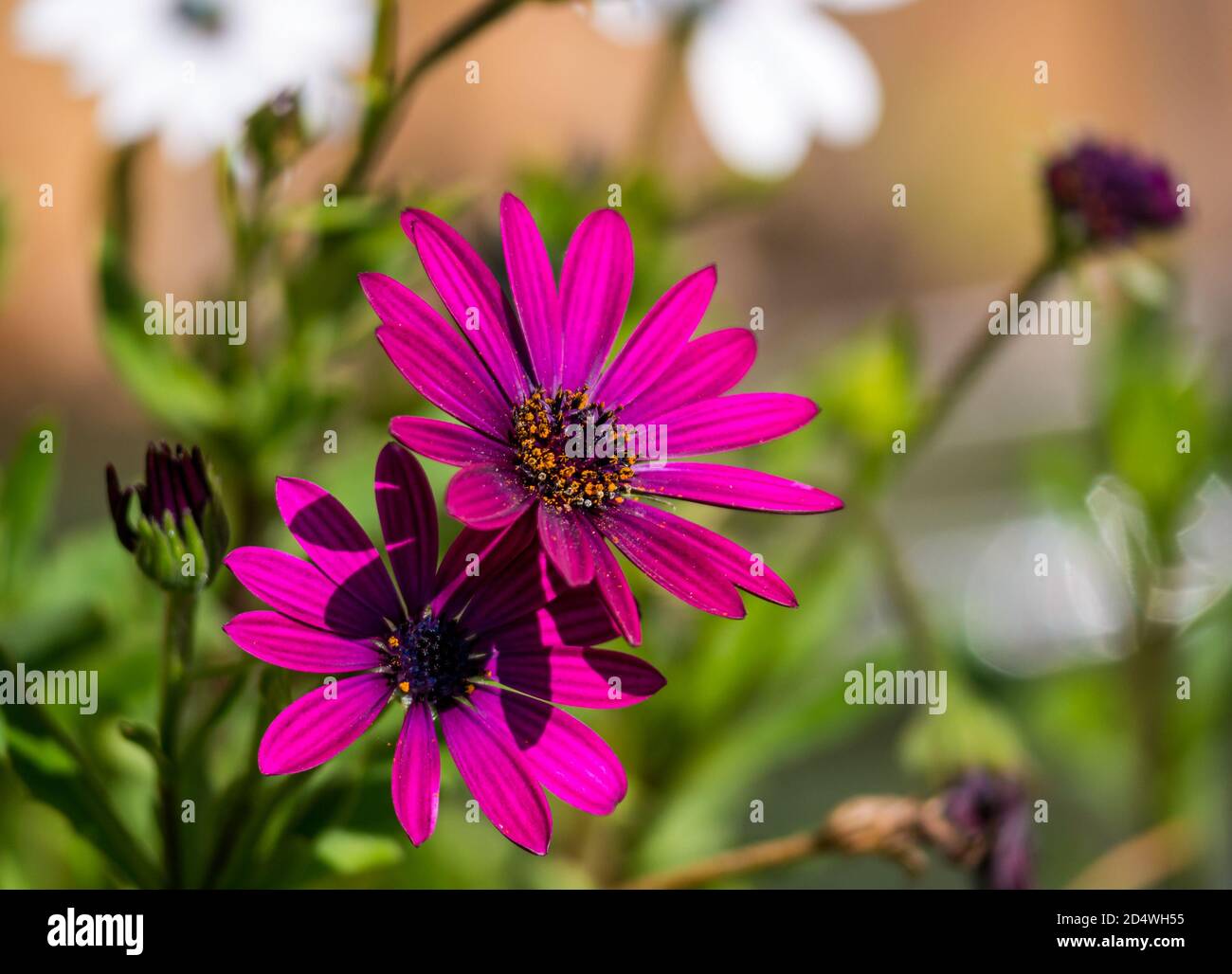 Daisy stamens hi-res stock photography and images - Alamy