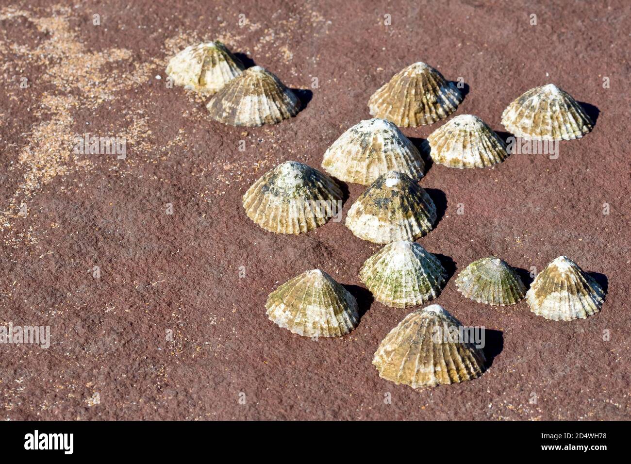 Limpet on beach hi-res stock photography and images - Alamy