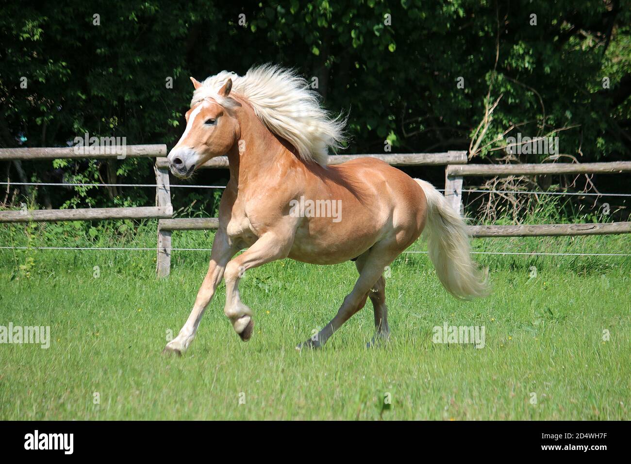 Beautiful haflinger horse running on the paddock Stock Photo - Alamy