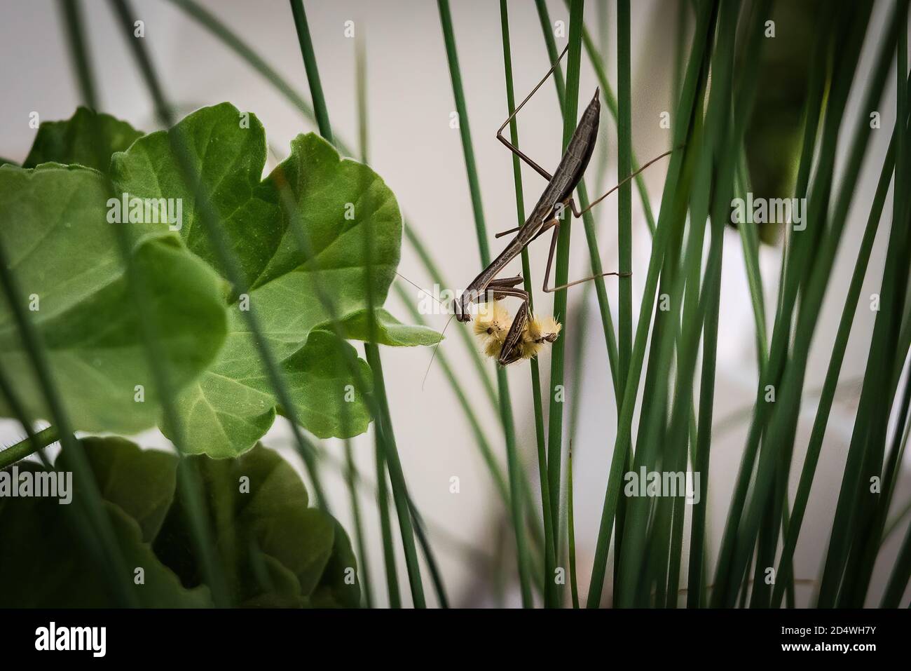 Praying mantis eating moth Stock Photo - Alamy