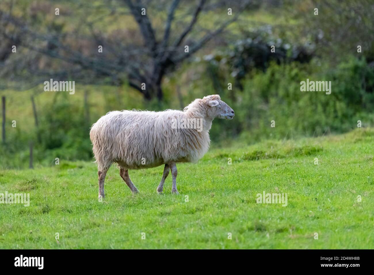 Basque sheep hi-res stock photography and images - Alamy