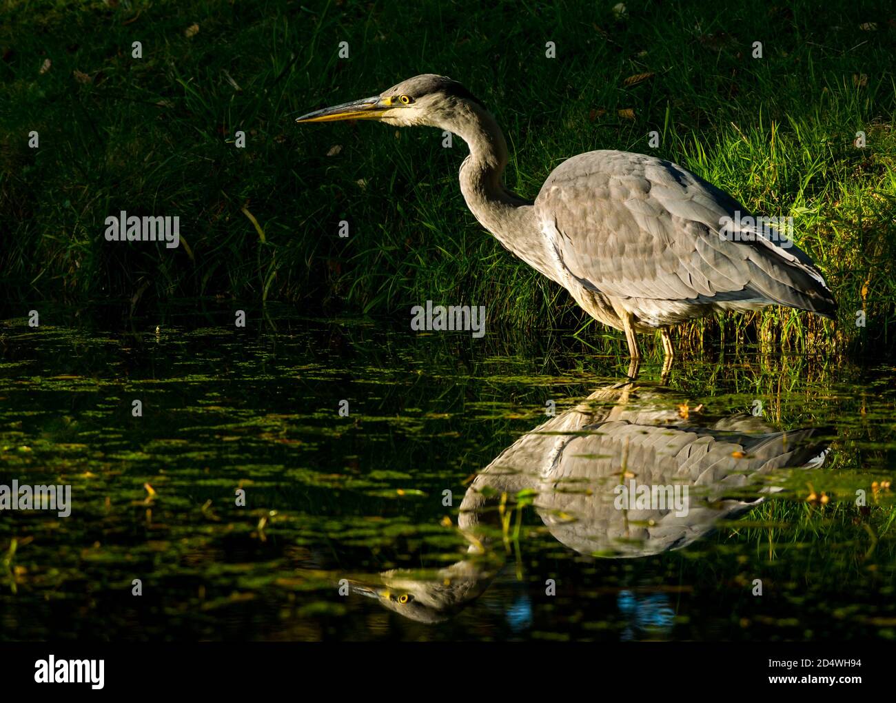 Heron uk pond hi-res stock photography and images - Alamy