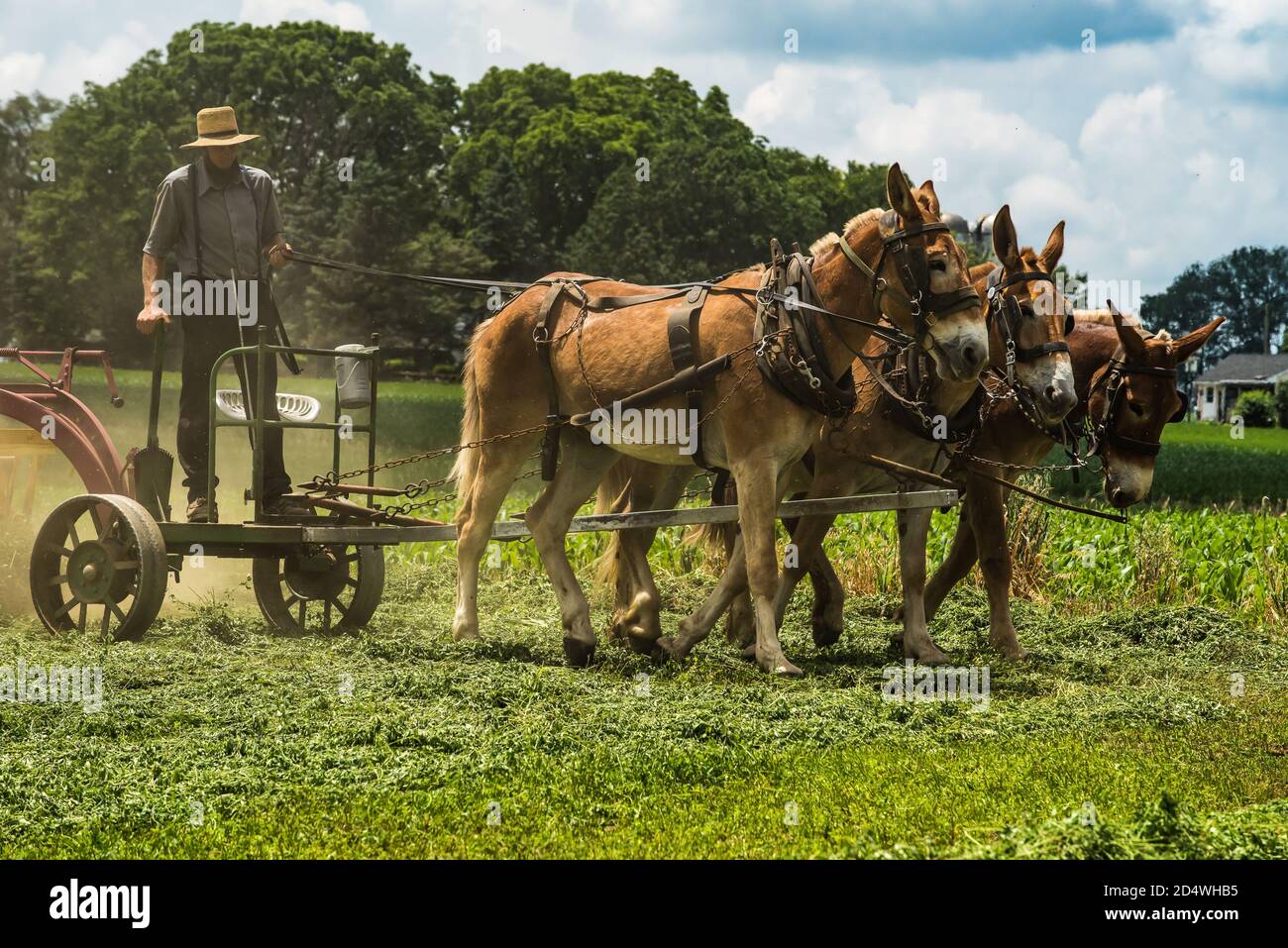 Amish, Lancaster county, PA. USA Stock Photo - Alamy