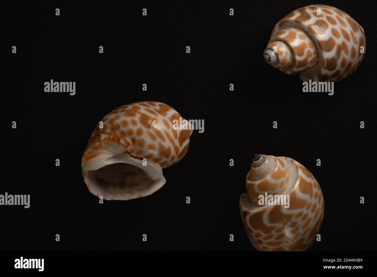 Babylon snail hi-res stock photography and images - Alamy