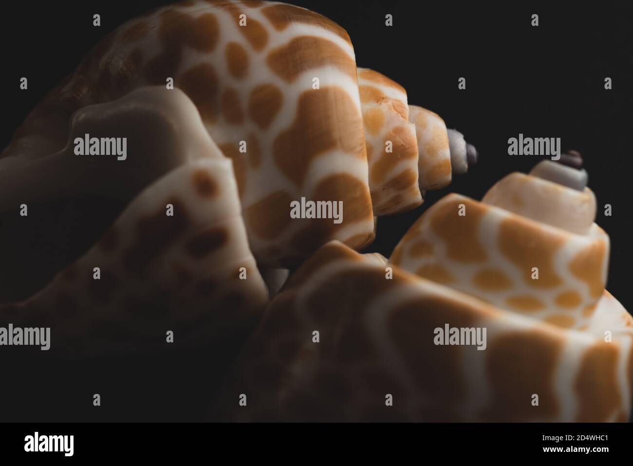 Babylon snail hi-res stock photography and images - Alamy