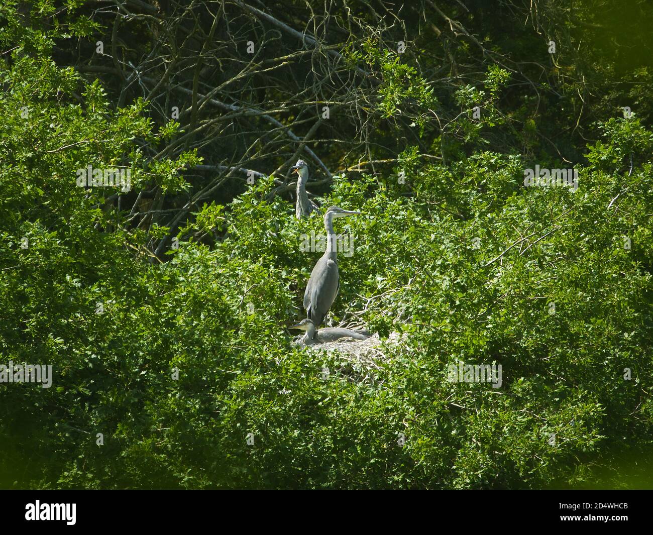Grey heron on top of tree hi-res stock photography and images - Alamy