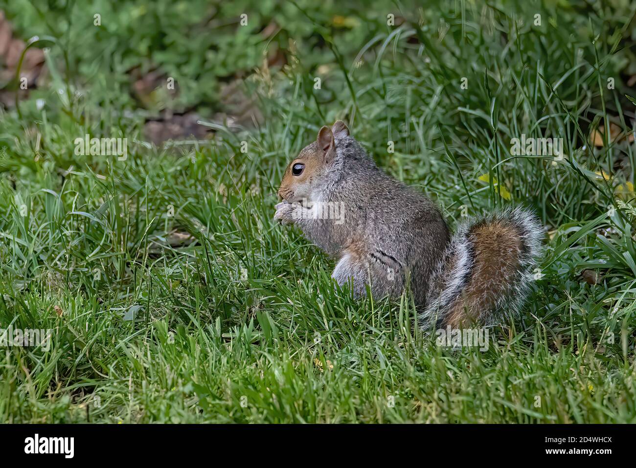 Squirrel in the grass Stock Photo - Alamy