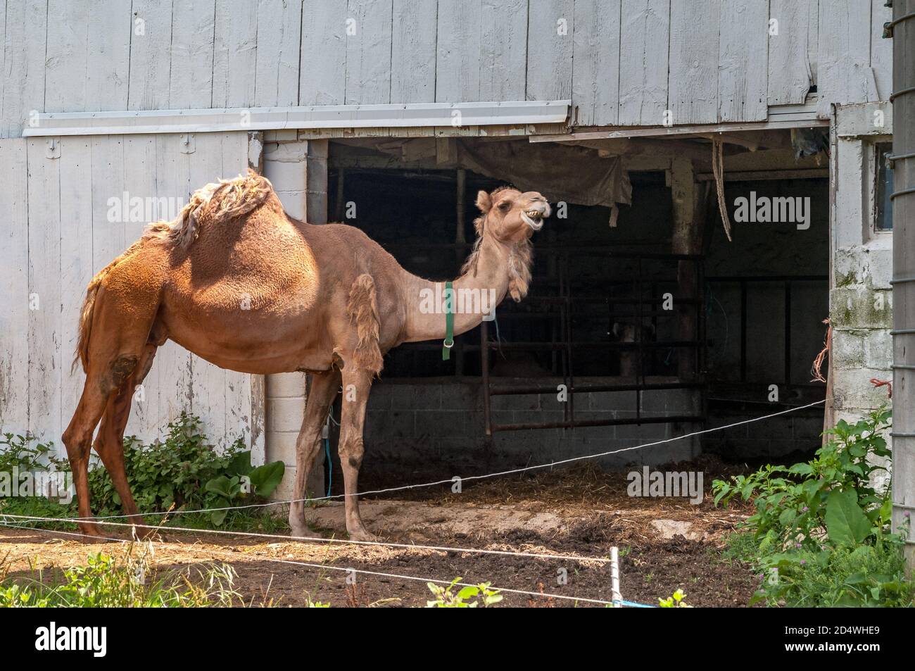Amish farm with camels being raised for their milk raw camel milk packs ...