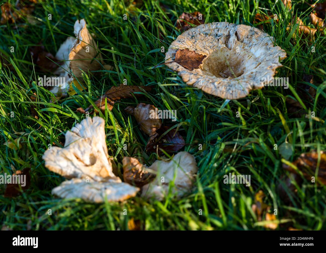 Ground fungus hi-res stock photography and images - Alamy
