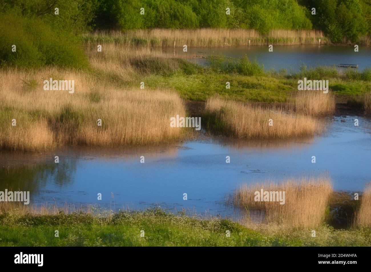 Water marshland scene Stock Photo - Alamy