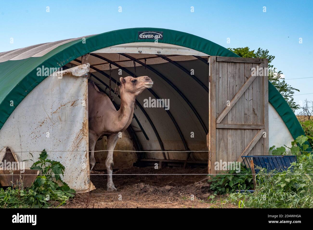 Amish farm with camels being raised for their milk raw camel milk packs ...