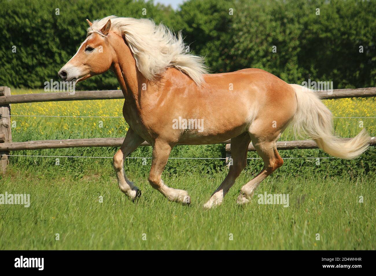 Beautiful haflinger horse running on the paddock Stock Photo - Alamy