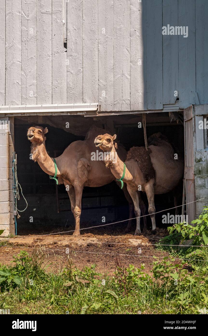 Amish farm with camels being raised for their milk raw camel milk packs ...
