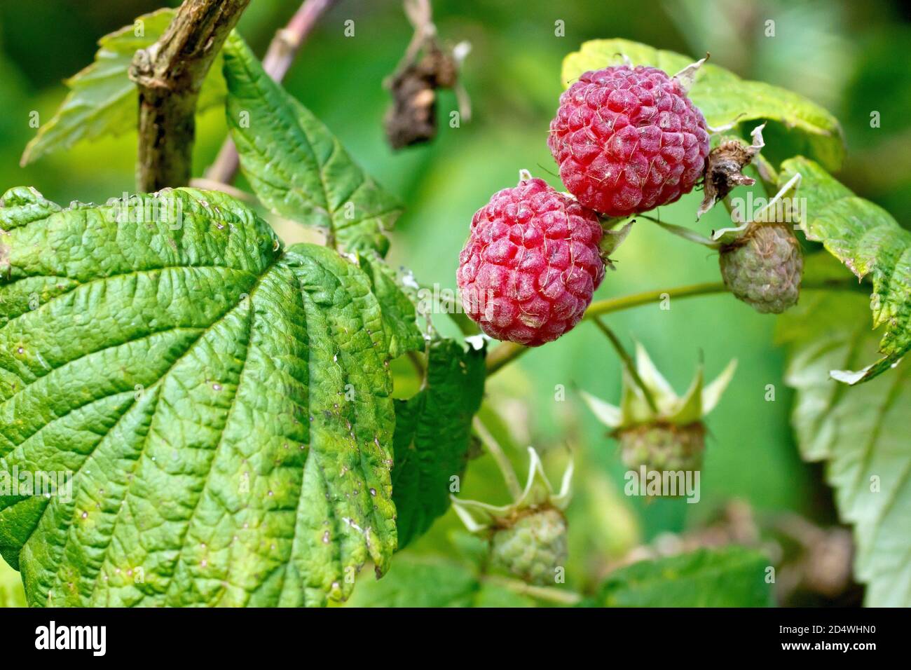 Wild Raspberry (rubus idaeus), close up of the ripe and unripe fruit of ...