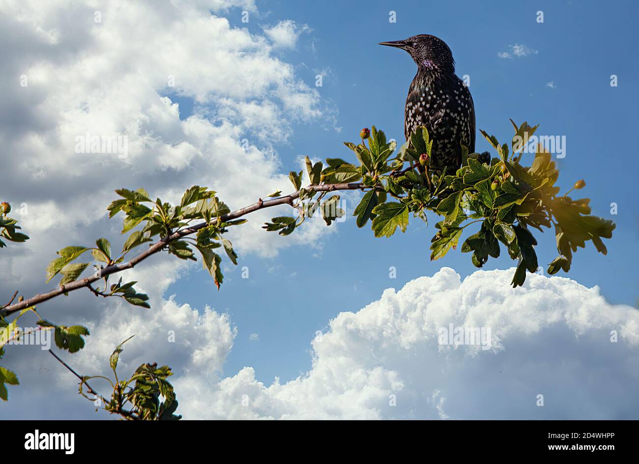Spotty starling hi-res stock photography and images - Alamy