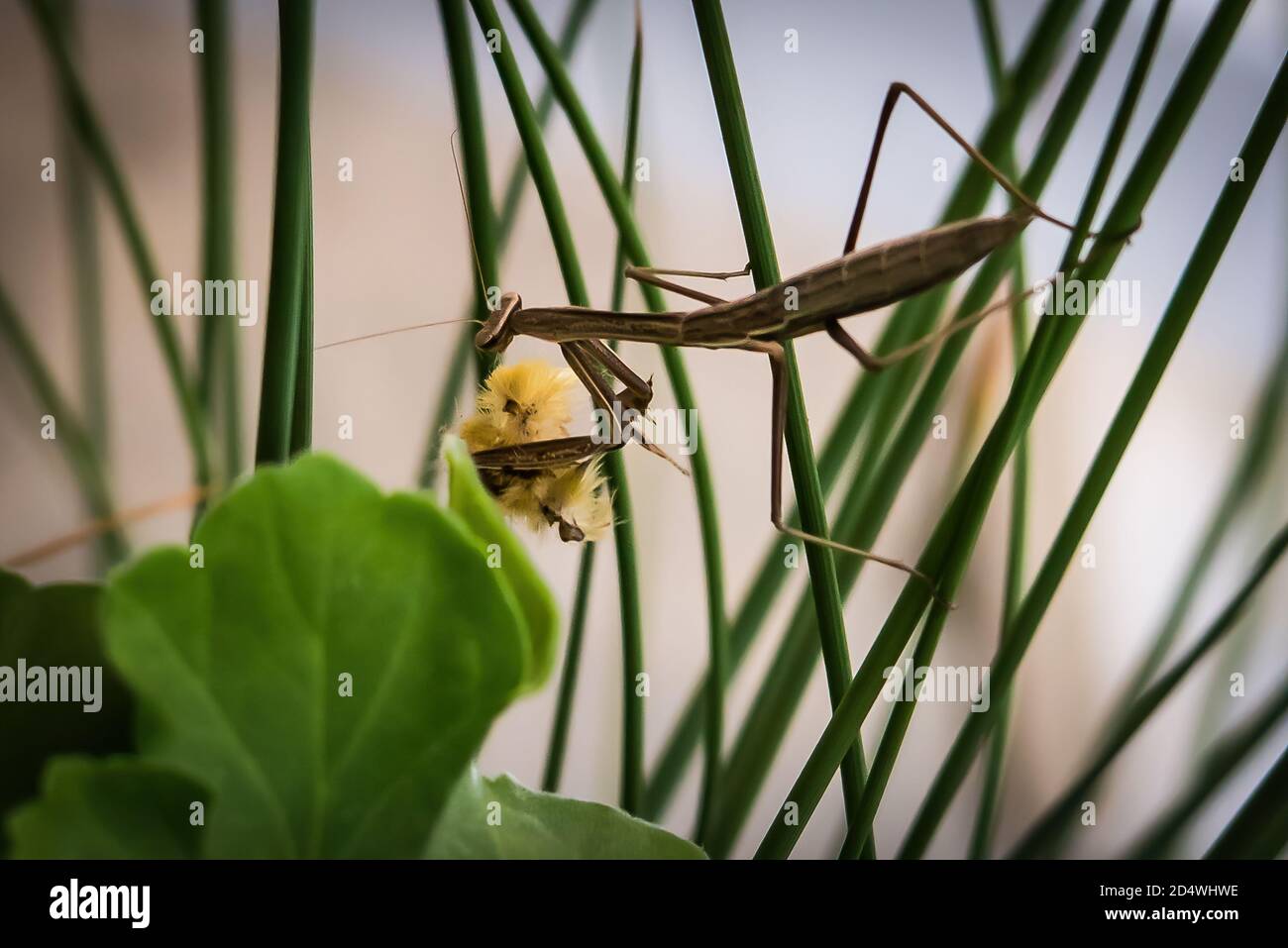 Praying mantis in backyard garden Stock Photo - Alamy