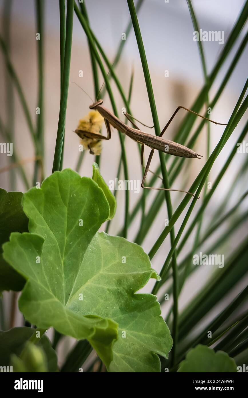 Praying mantis in backyard garden Stock Photo - Alamy