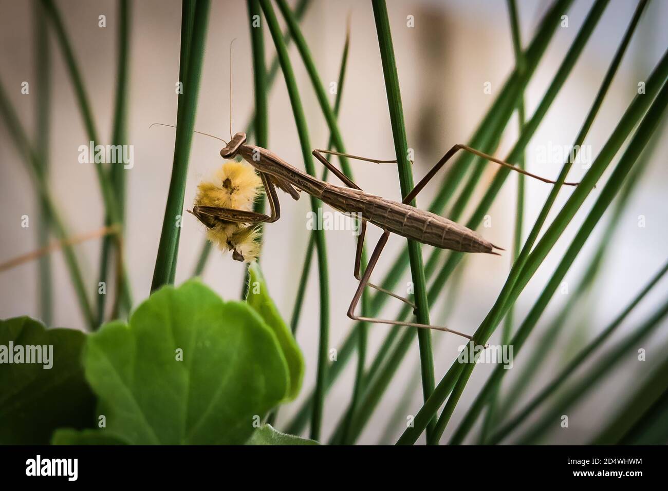 Praying mantis in backyard garden Stock Photo - Alamy