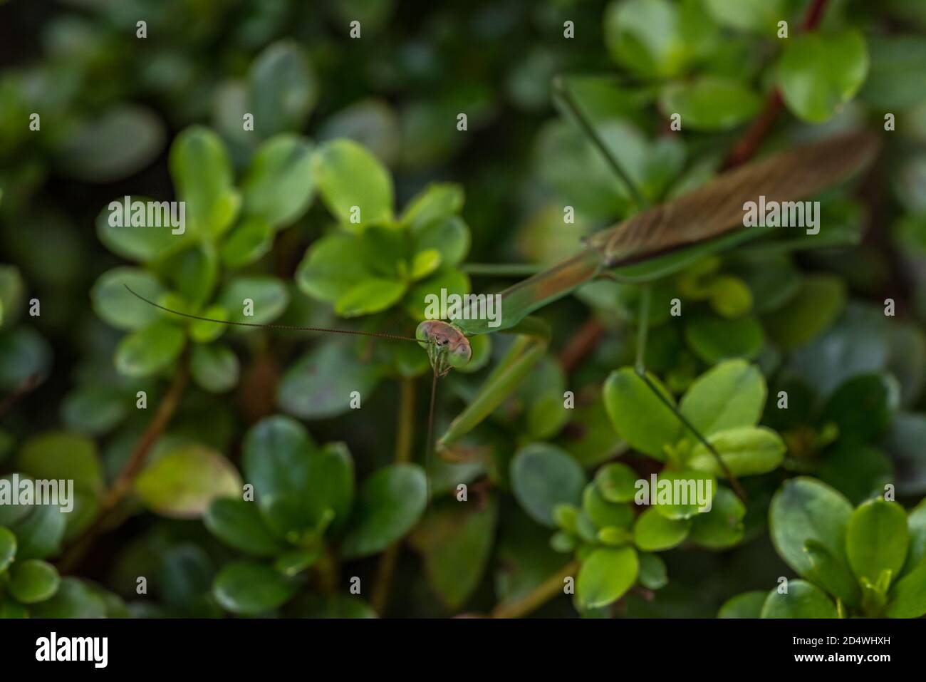 Praying mantis in backyard garden Stock Photo - Alamy