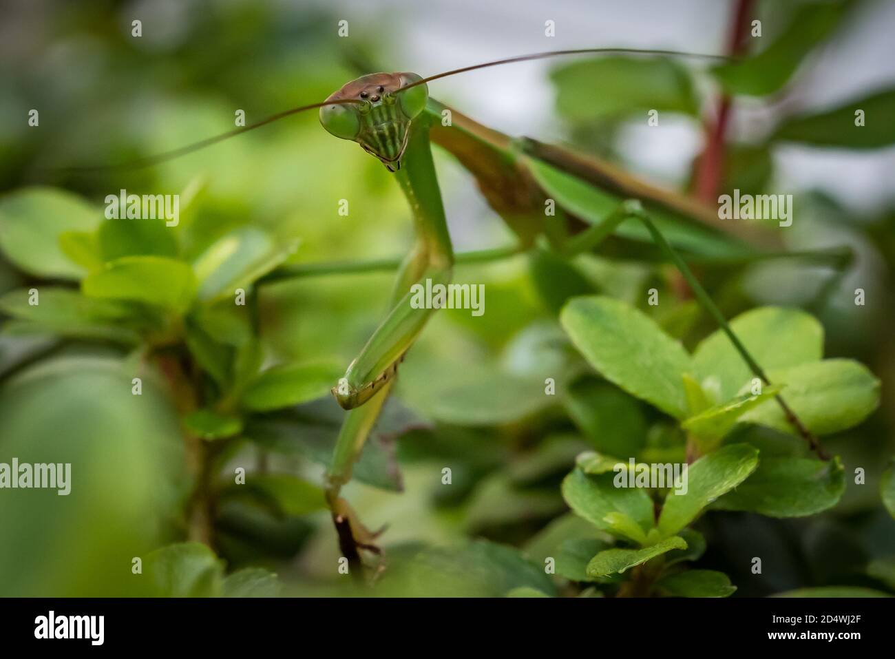 Praying mantis in backyard garden Stock Photo - Alamy