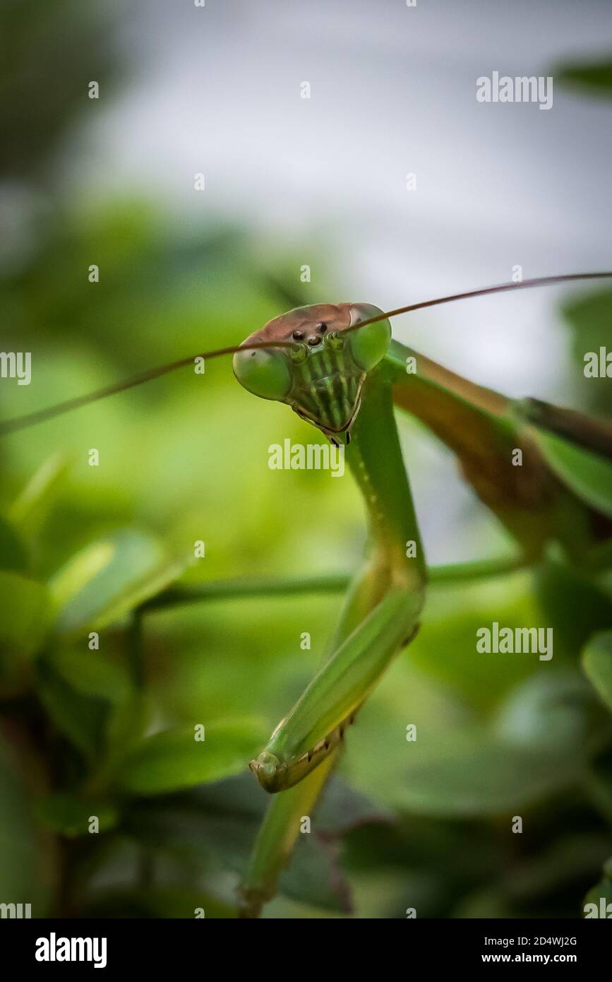 Praying mantis in backyard garden Stock Photo - Alamy