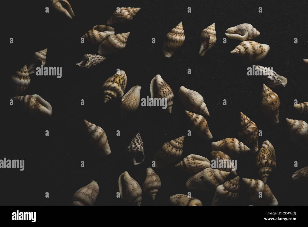 Nassa shells hi-res stock photography and images - Alamy