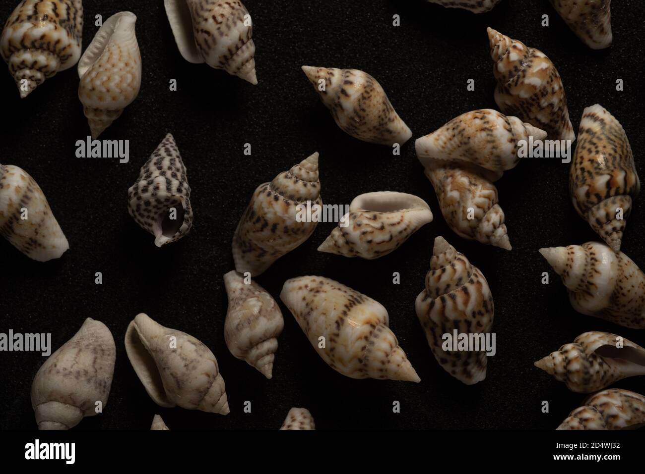 Nassa shells hi-res stock photography and images - Alamy
