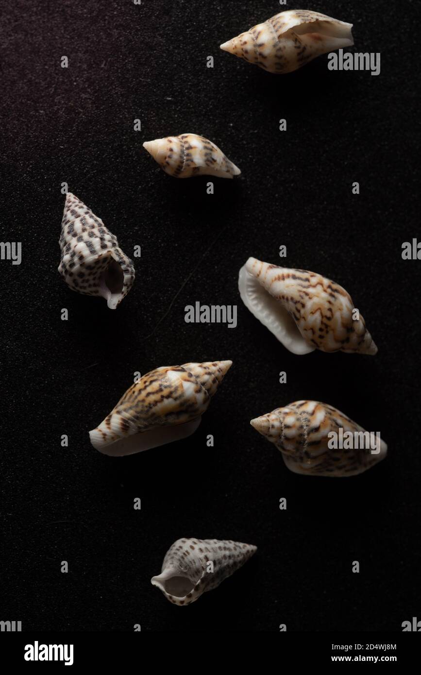 Nassa shells hi-res stock photography and images - Alamy