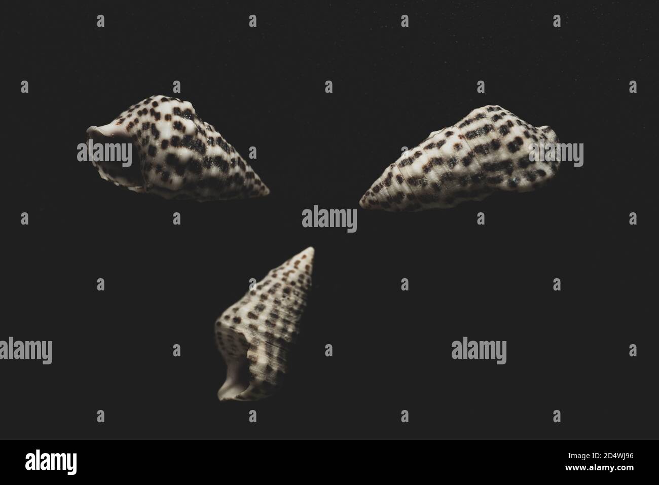 Nassa shells hi-res stock photography and images - Alamy