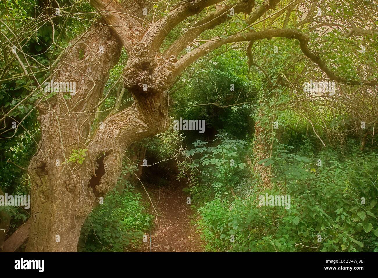 Woodland scene with a twisted spooky tree Stock Photo - Alamy