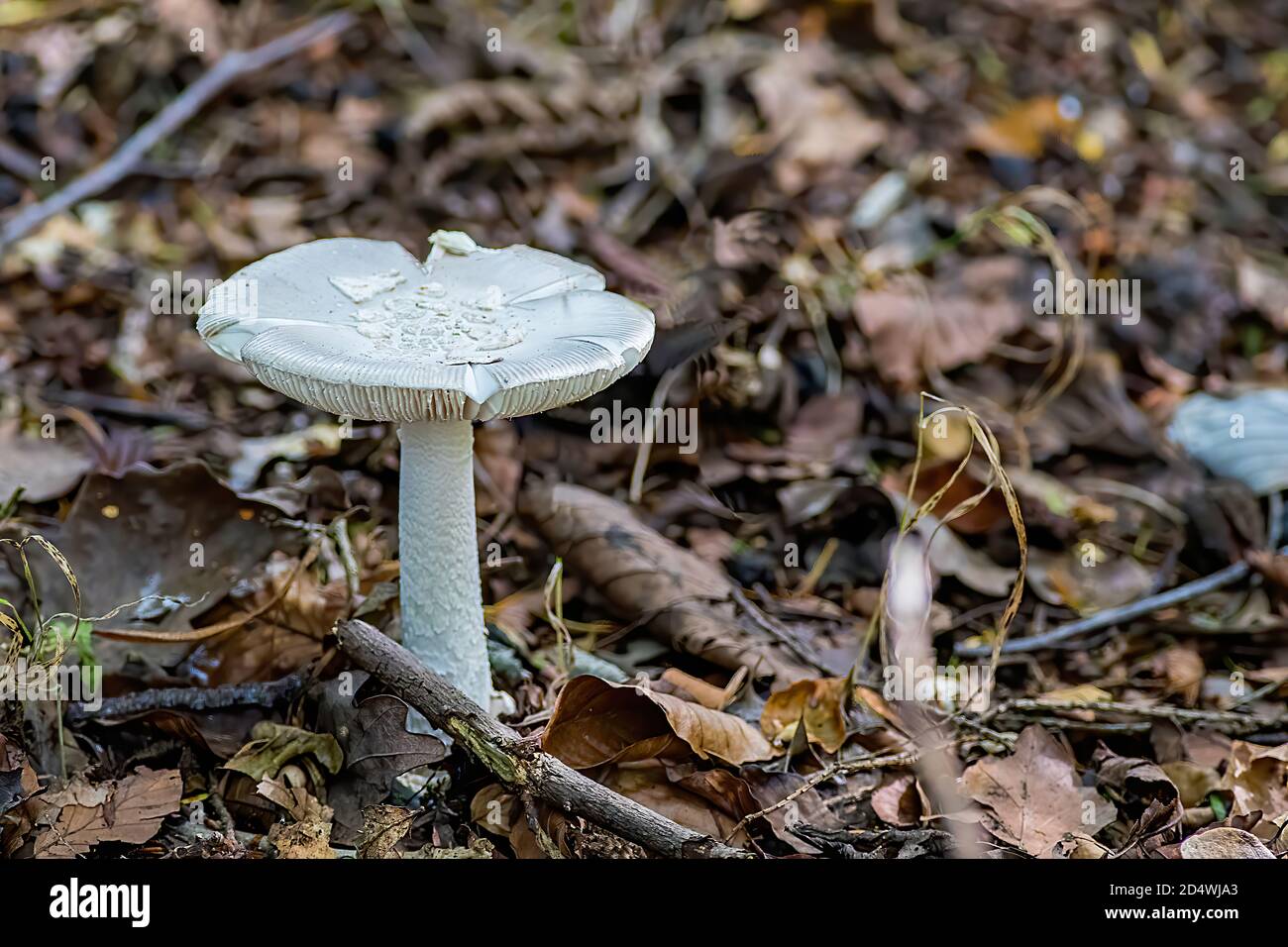 White toadstool closeup Stock Photo - Alamy