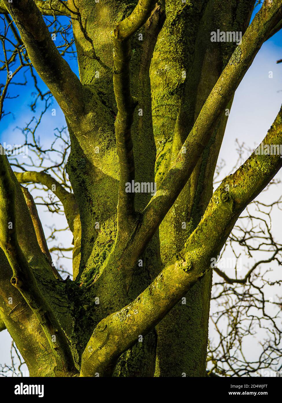 Knarled and twisted tree Stock Photo - Alamy